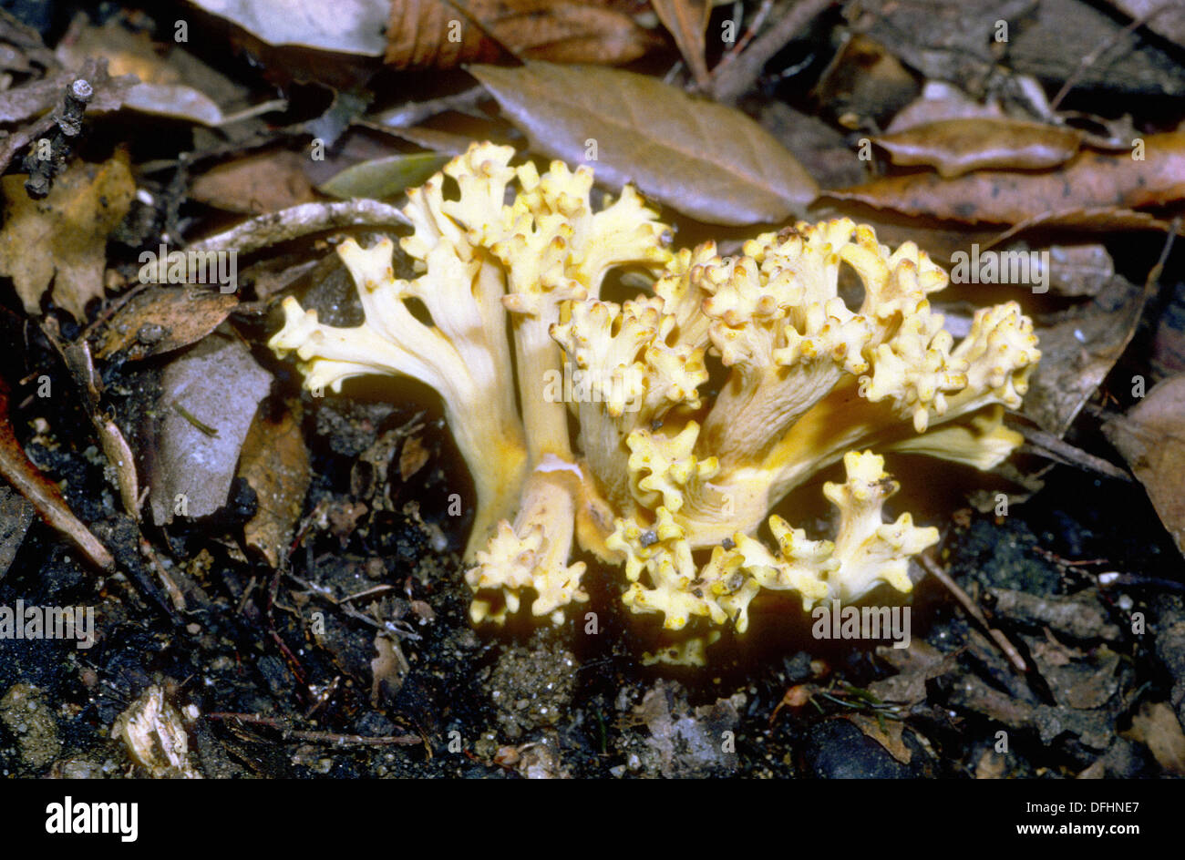 Clavaria aurea hi-res stock photography and images - Alamy