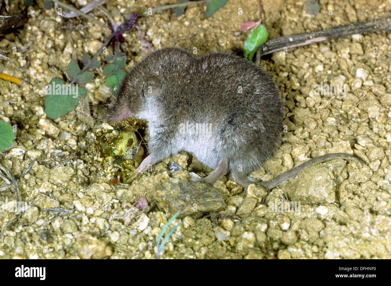 Image of shrew hi-res stock photography and images - Alamy