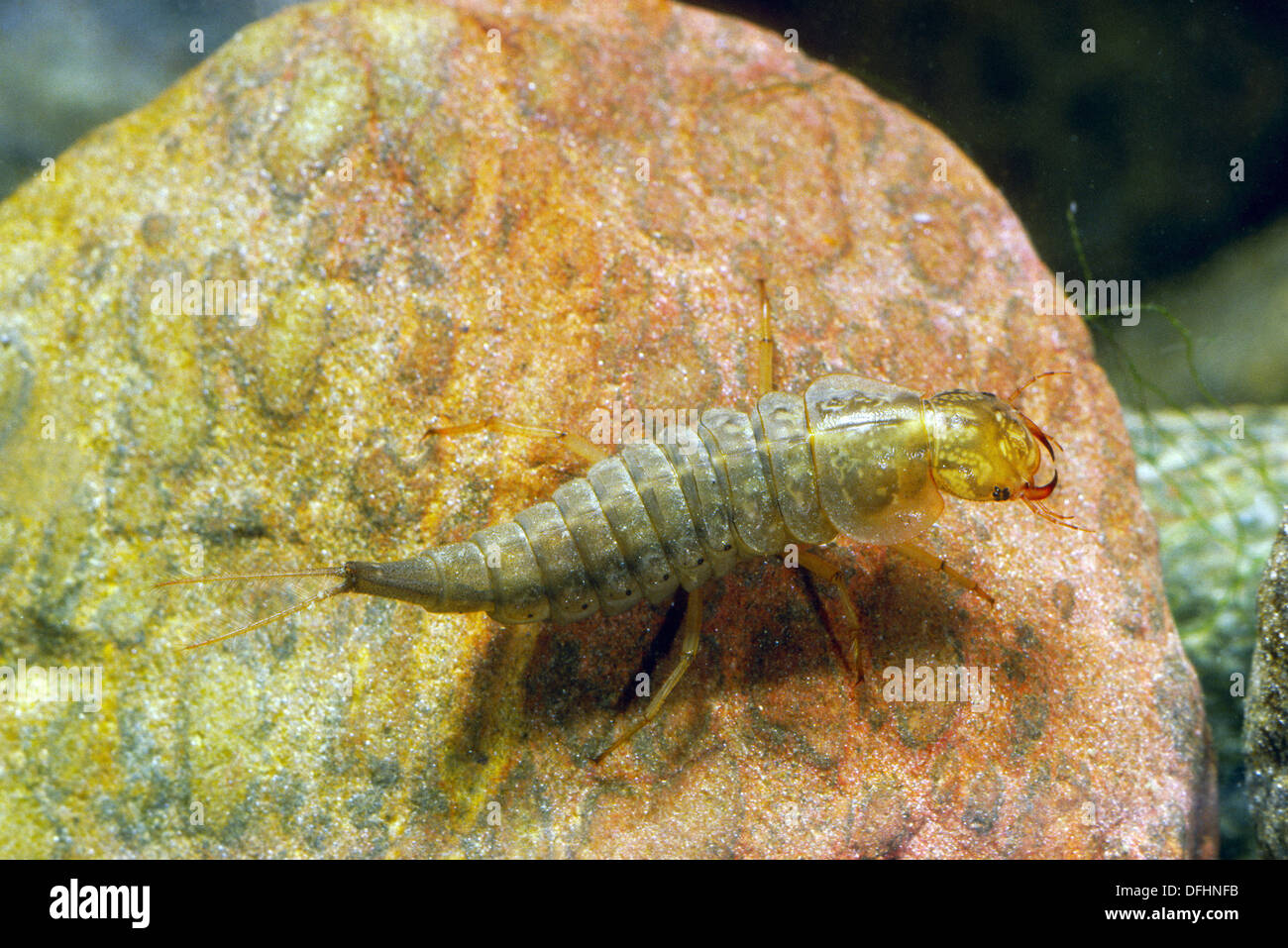 Dytiscus sp hi-res stock photography and images - Alamy