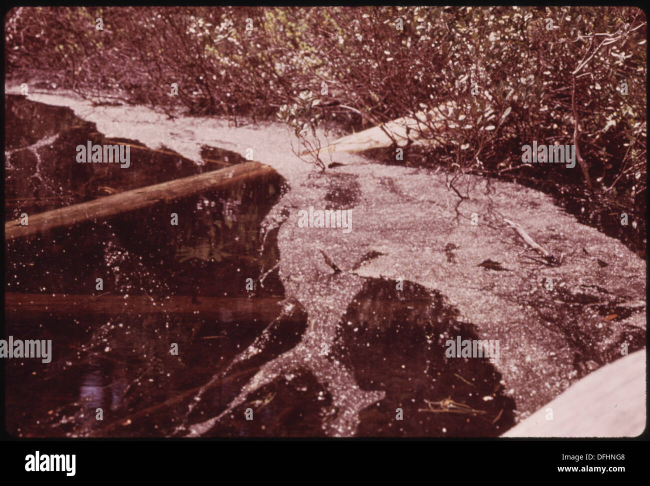 This image shows the hatchout of aquatic insects in a forest preserve ...