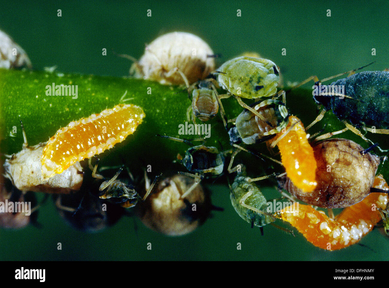 Predatory larvae hi-res stock photography and images - Alamy