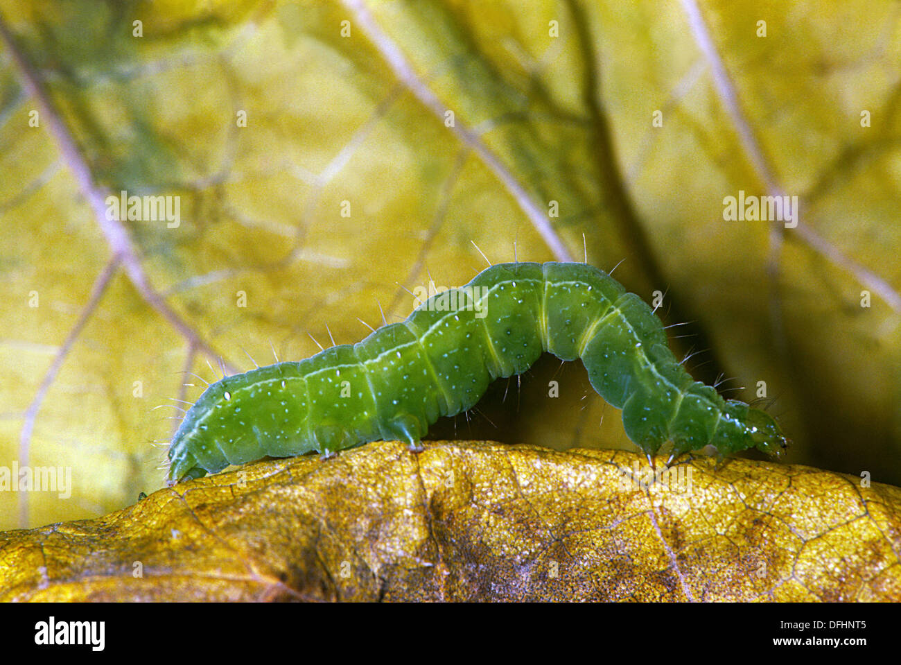 Moth larvas hi-res stock photography and images - Alamy
