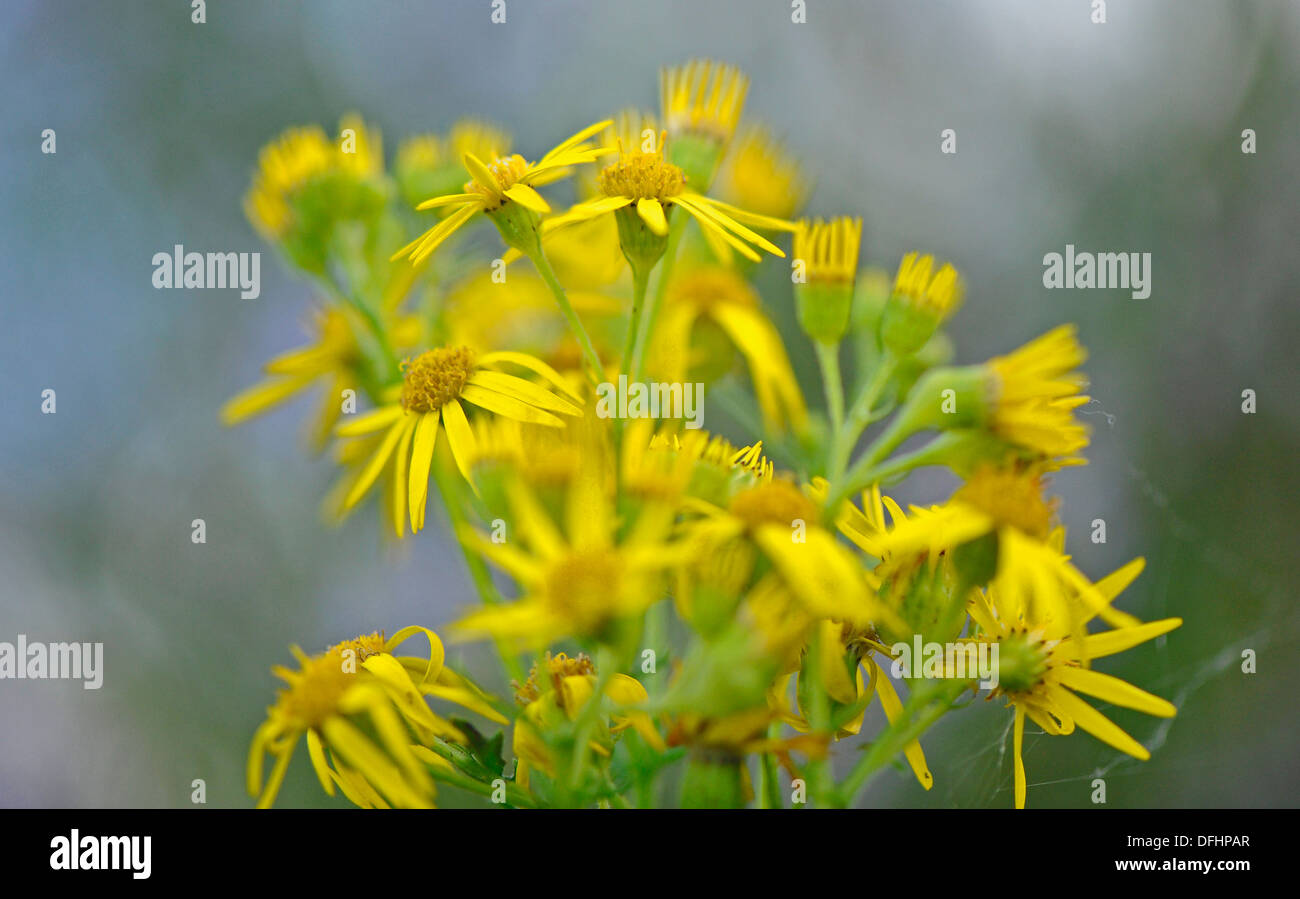 The yellow flower of the common ragwort Stock Photo - Alamy