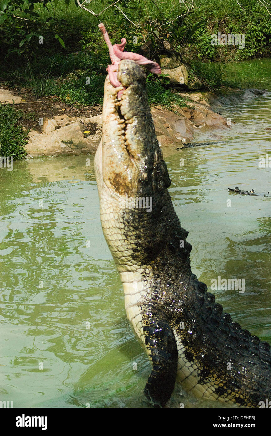 Crocodile Farm High Resolution Stock Photography and Images - Alamy