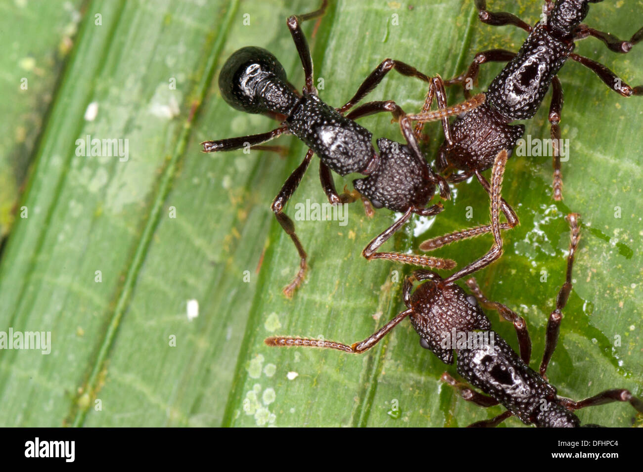 Ants from Skudup, Kuchung, Sarawak, Malaysia Stock Photo - Alamy