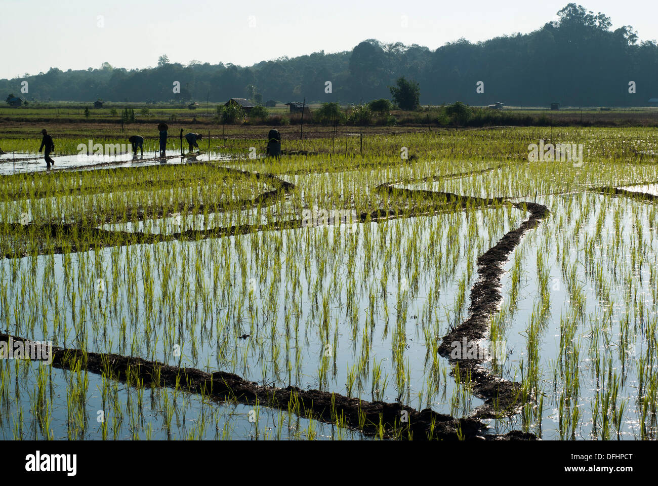 Padi Field Kampong Skudup Kuching High Resolution Stock Photography and ...