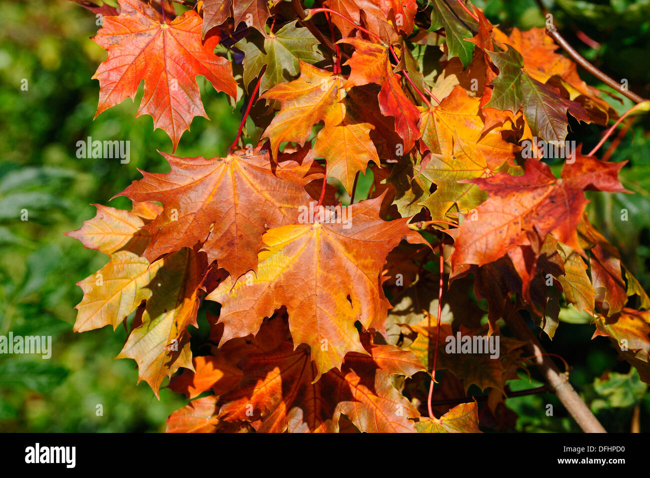 The changing autumn colour of the Sycamore leaf Stock Photo - Alamy