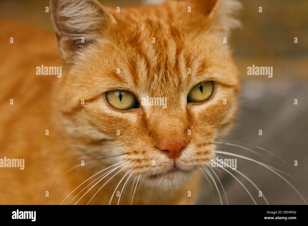 Tom Cat on a garden table Stock Photo - Alamy
