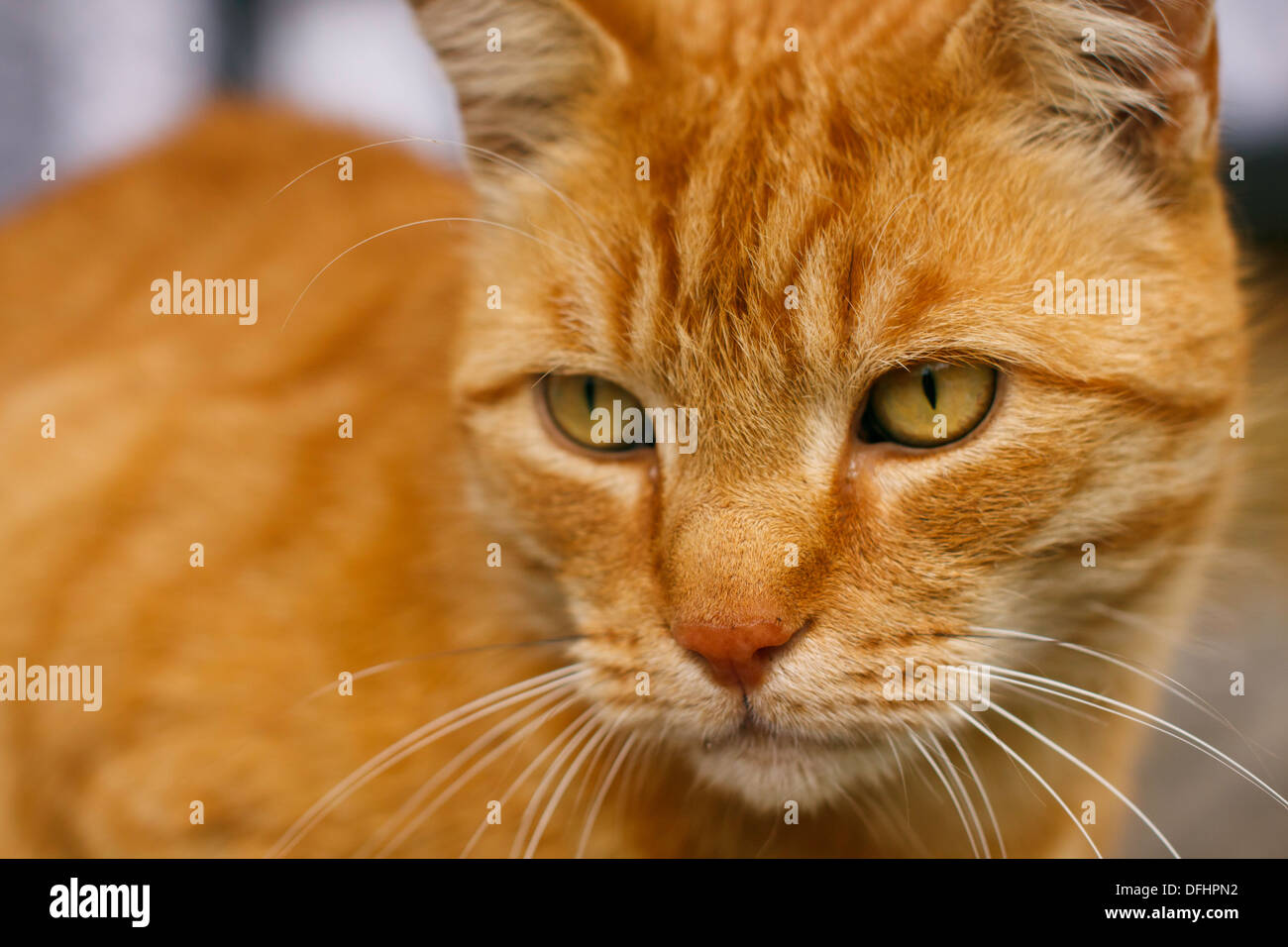 Tom Cat on a garden table Stock Photo - Alamy