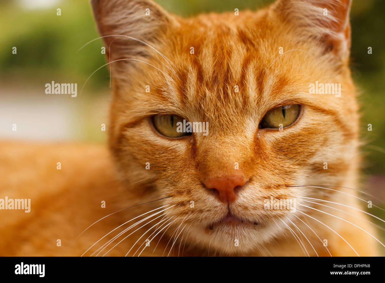 Tom Cat on a garden table Stock Photo - Alamy