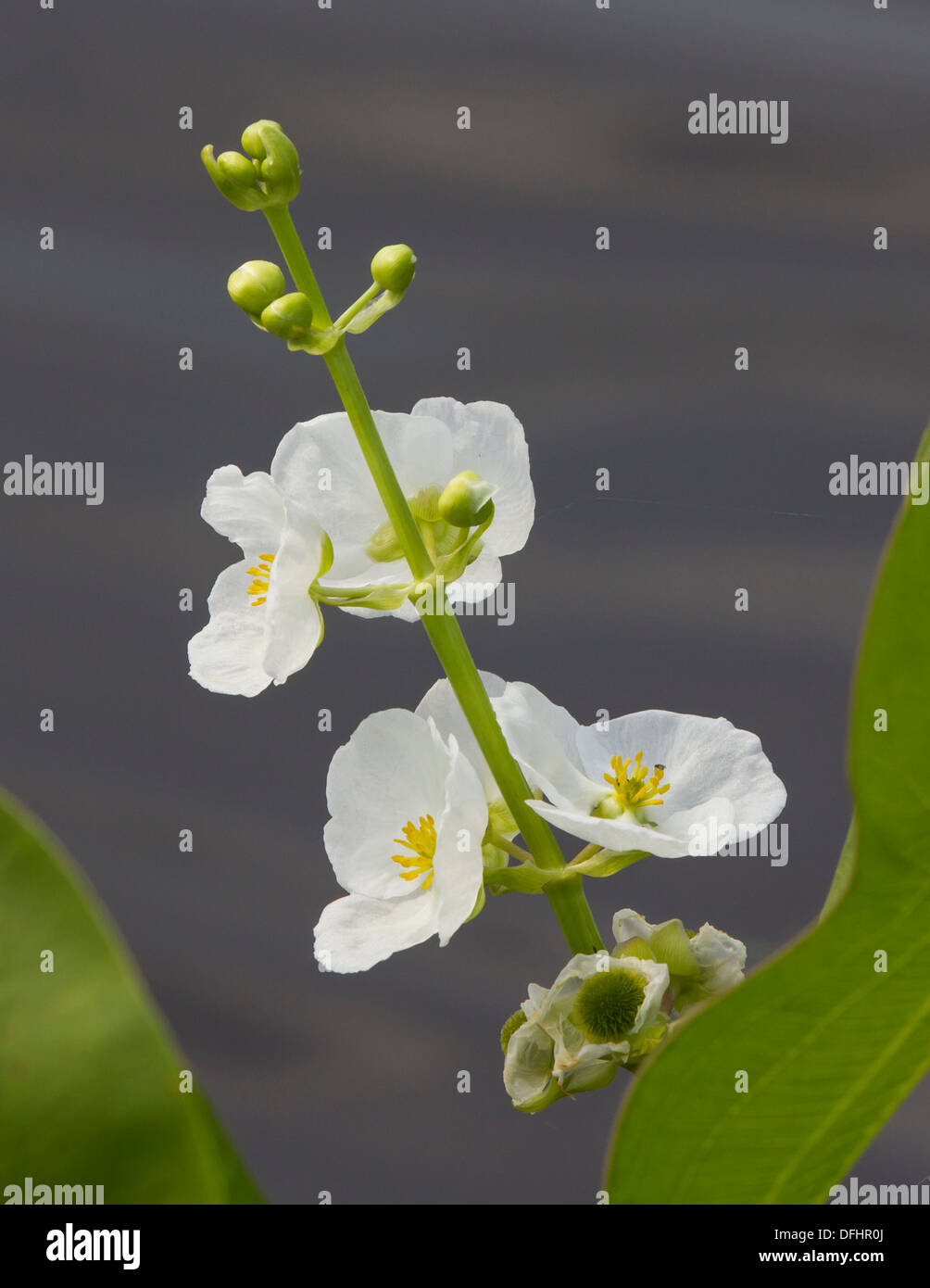 Arrowhead pond plant flowers and leaves isolated against a background ...