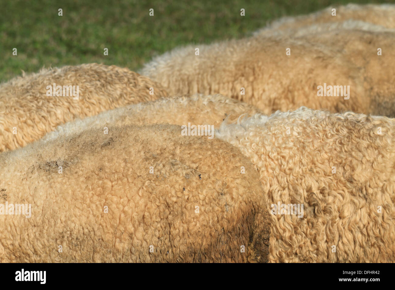 Sheep pattern hi-res stock photography and images - Alamy