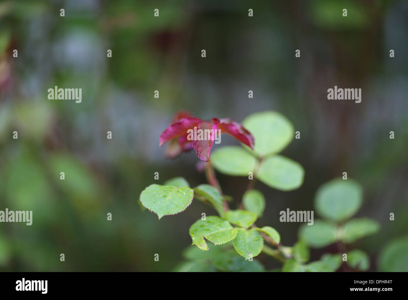 Plant leaf scene Stock Photo - Alamy