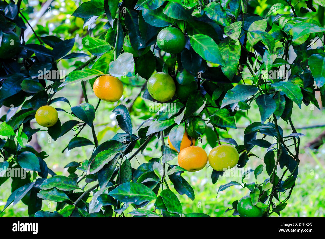 Yellow oranges hi-res stock photography and images - Alamy