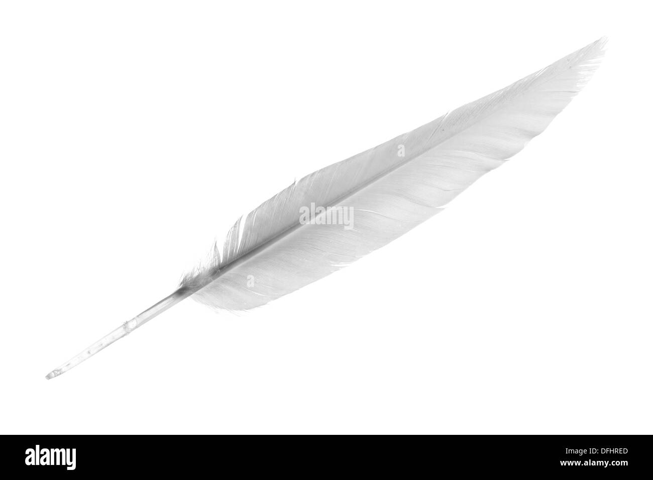 White feather hi-res stock photography and images - Alamy