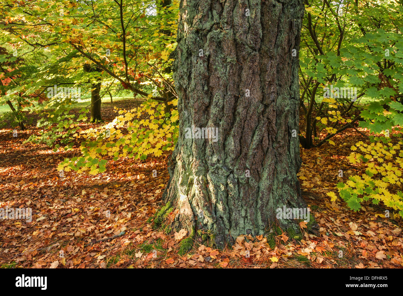 Trees with autumn (fall) coloured leaves Stock Photo - Alamy