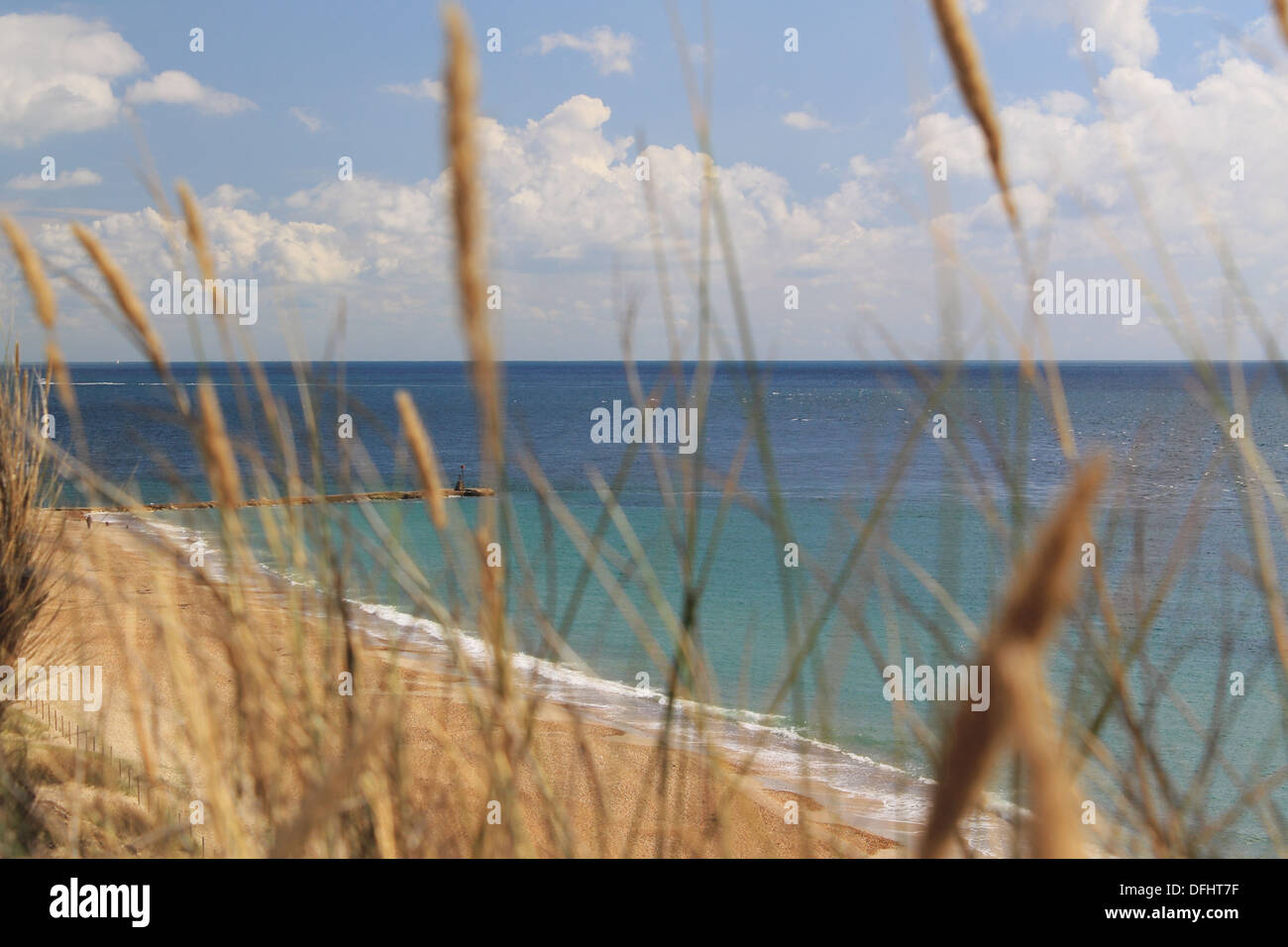 A view of the coast through seagrass Stock Photo - Alamy