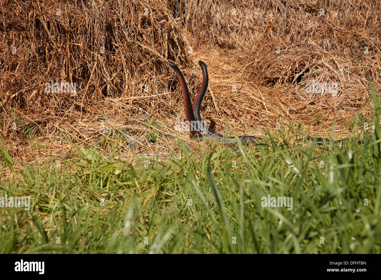 Two fighting snakes hi-res stock photography and images - Alamy
