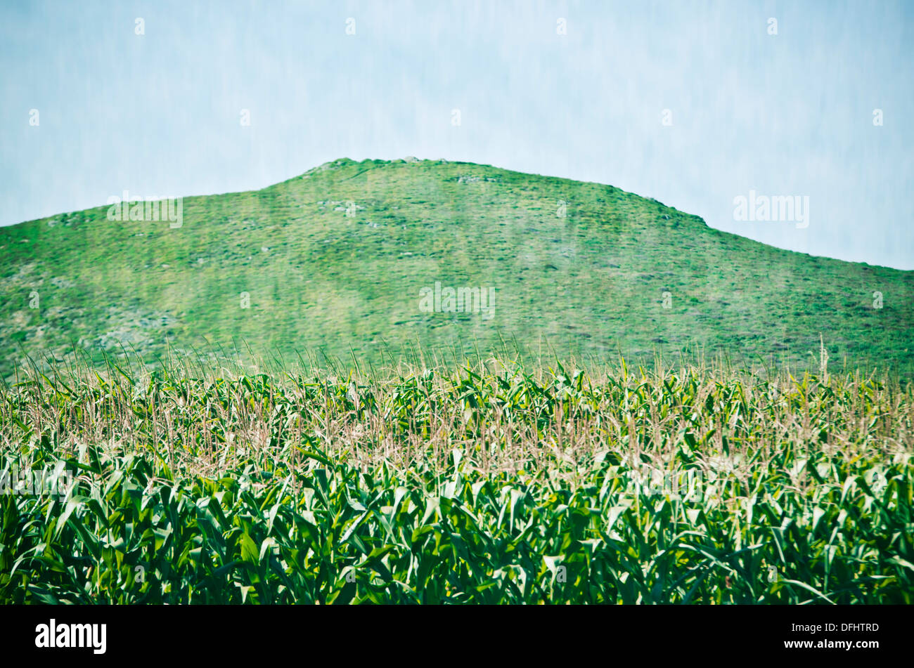 Maize plantation with mountains in the background and clear sky Stock ...