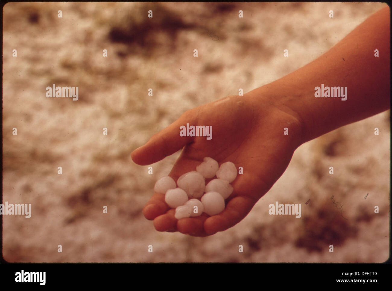 Hailstones are shown in this photograph, depicting the natural ...