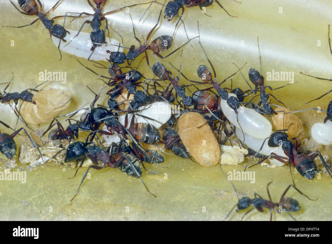 Ant carrying egg hi-res stock photography and images - Alamy