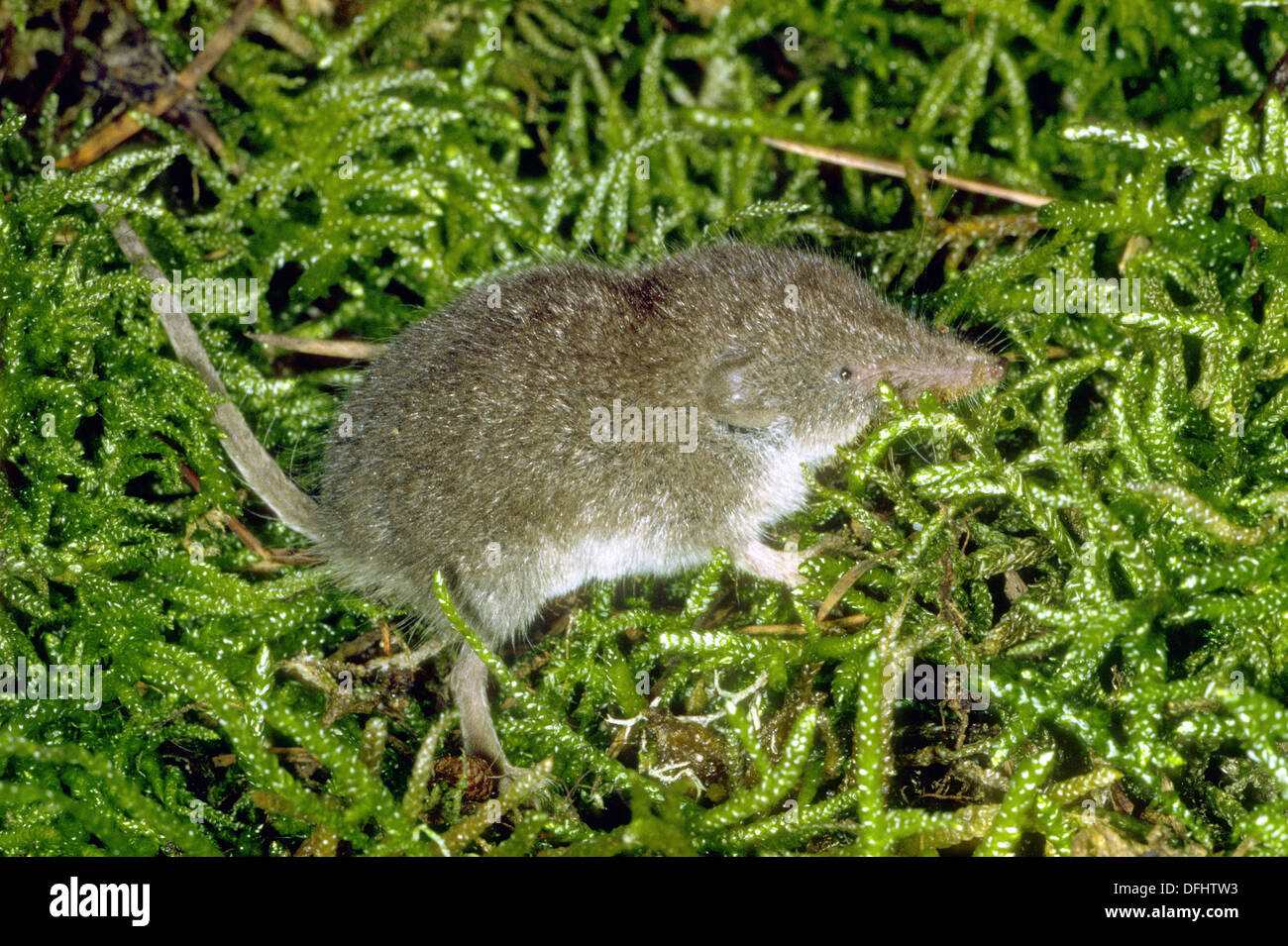 Crocidura High Resolution Stock Photography and Images - Alamy