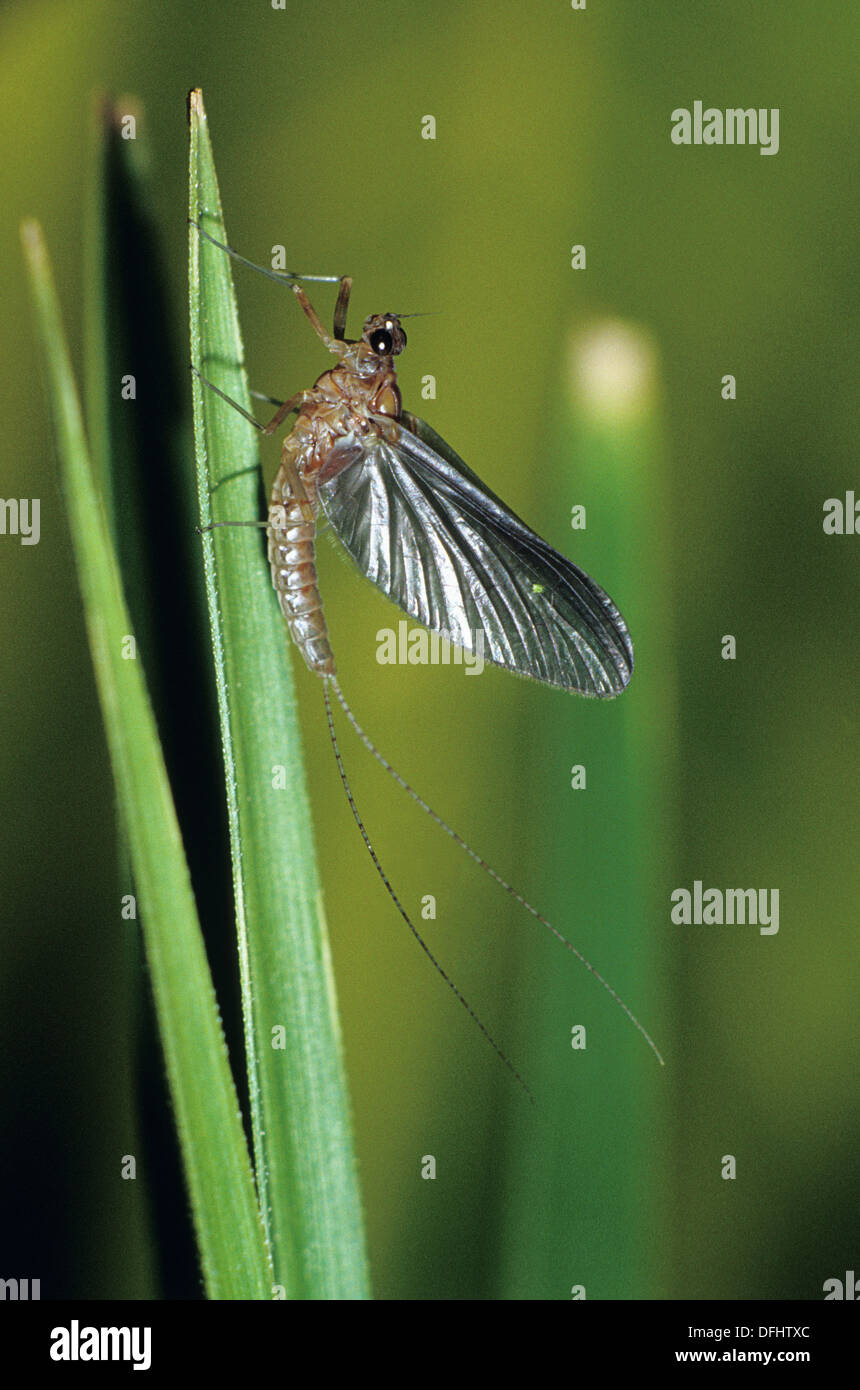 Mayfly baetidae hi-res stock photography and images - Alamy