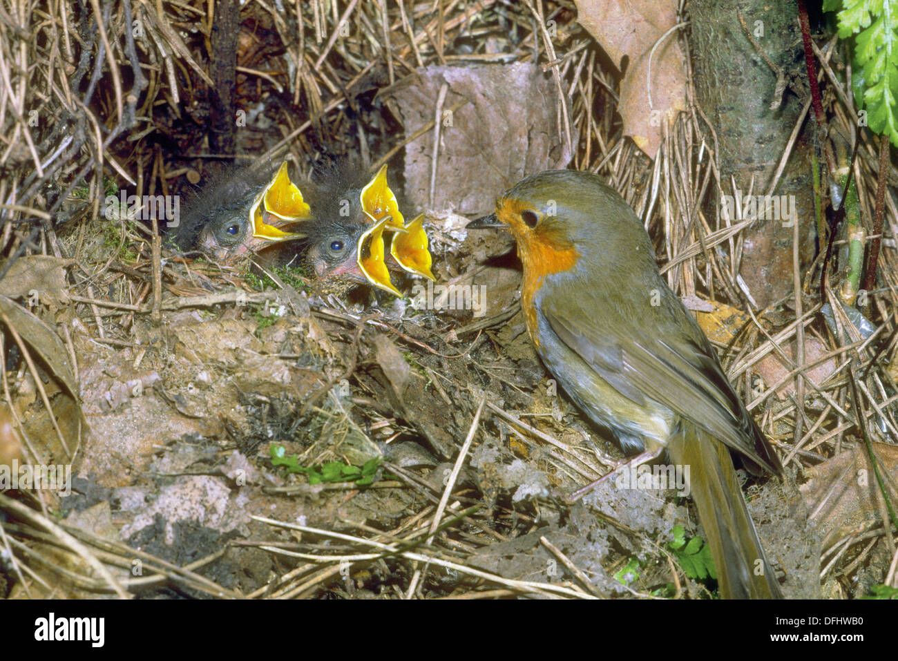 Robin feeding family hi-res stock photography and images - Alamy