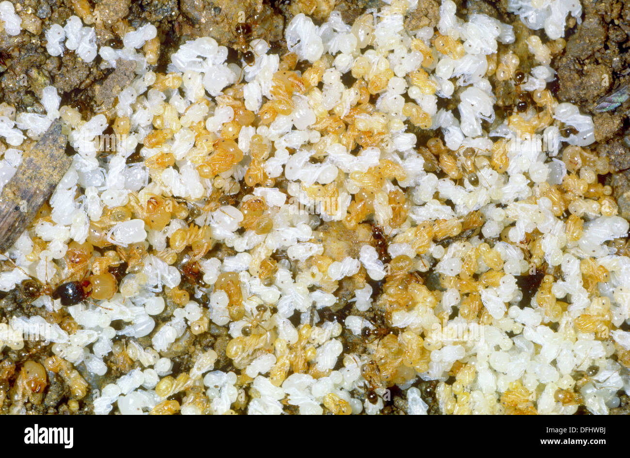 Larva pupae formicidae hi-res stock photography and images - Alamy