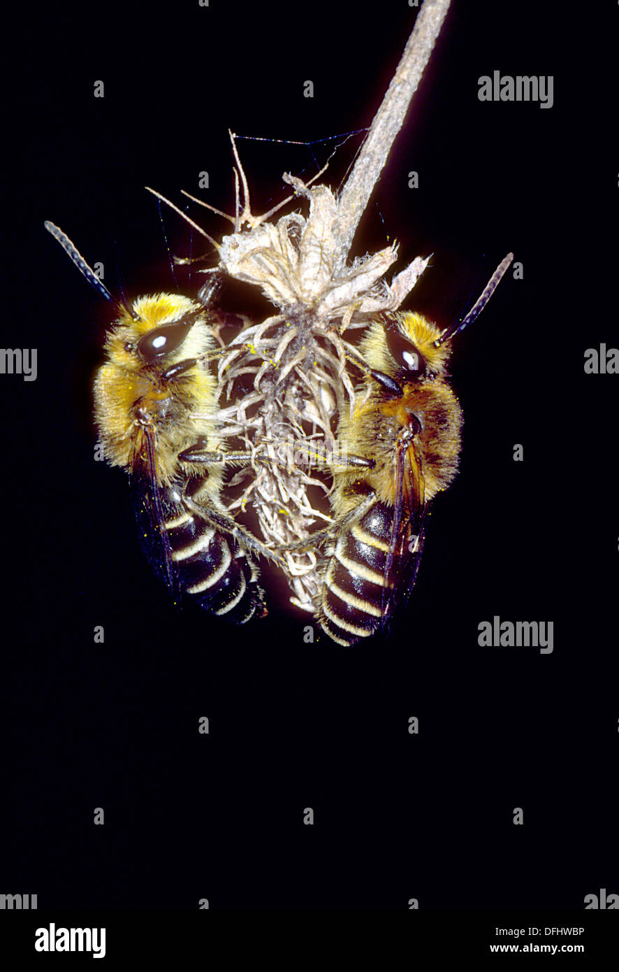 Superfamily apoidea hi-res stock photography and images - Alamy