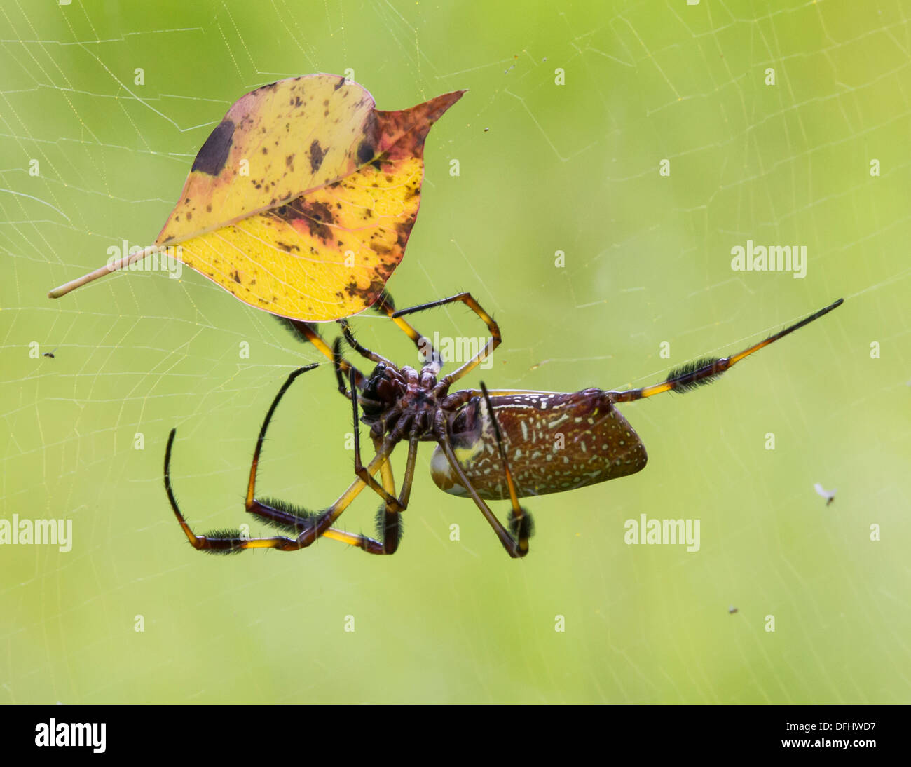 Golden orb weaver spider removing a leaf from her spiderweb Stock Photo ...