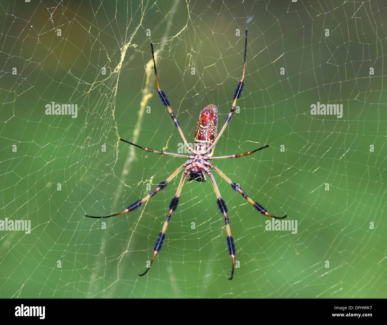 Golden orb weaver spider on spiderweb Stock Photo - Alamy