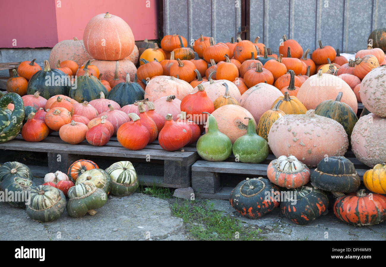Many pumpkins hi-res stock photography and images - Alamy