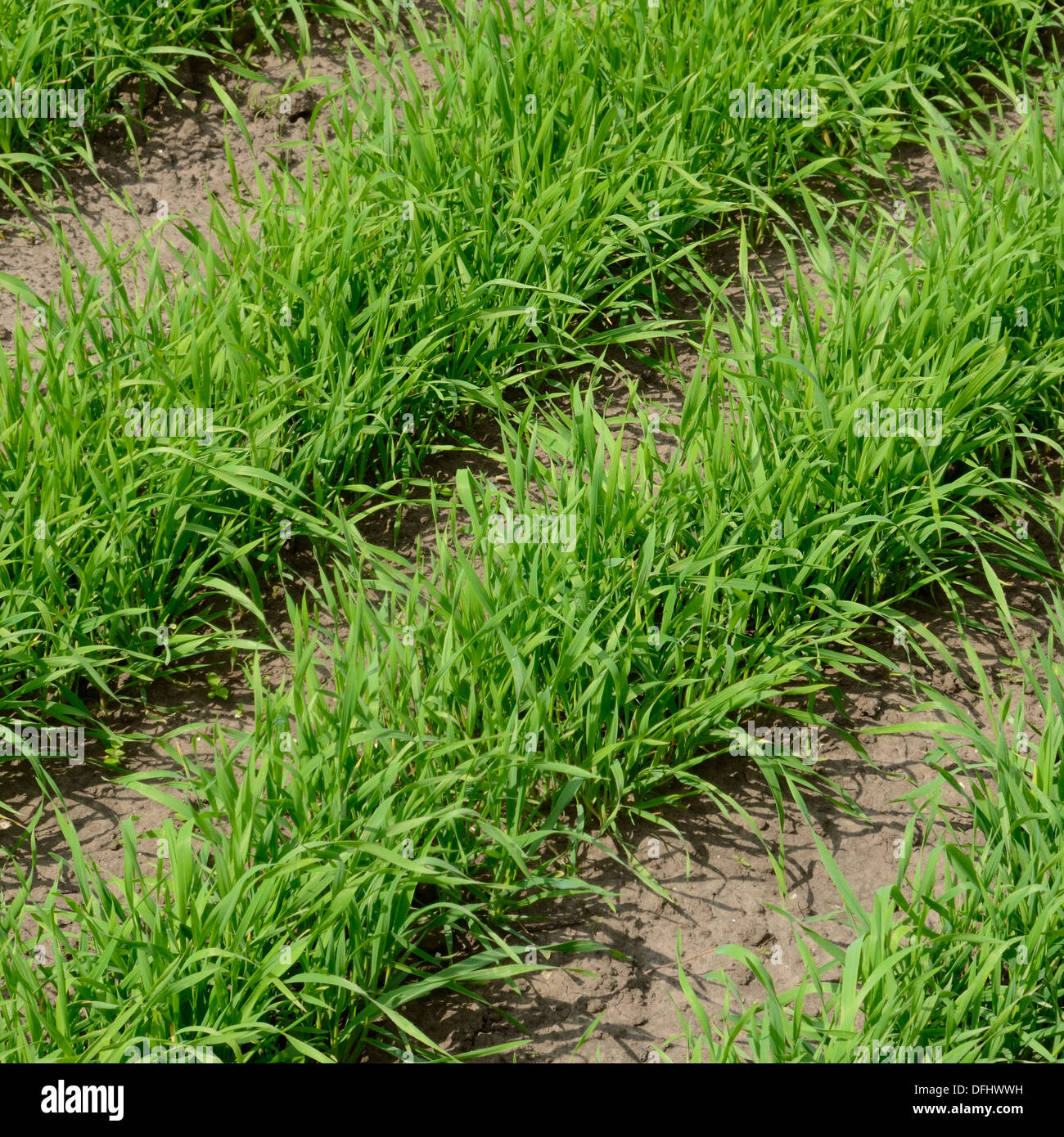 Green grass growing at the field Stock Photo - Alamy