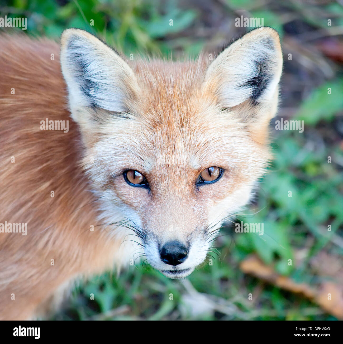 Fox looking up hi-res stock photography and images - Alamy