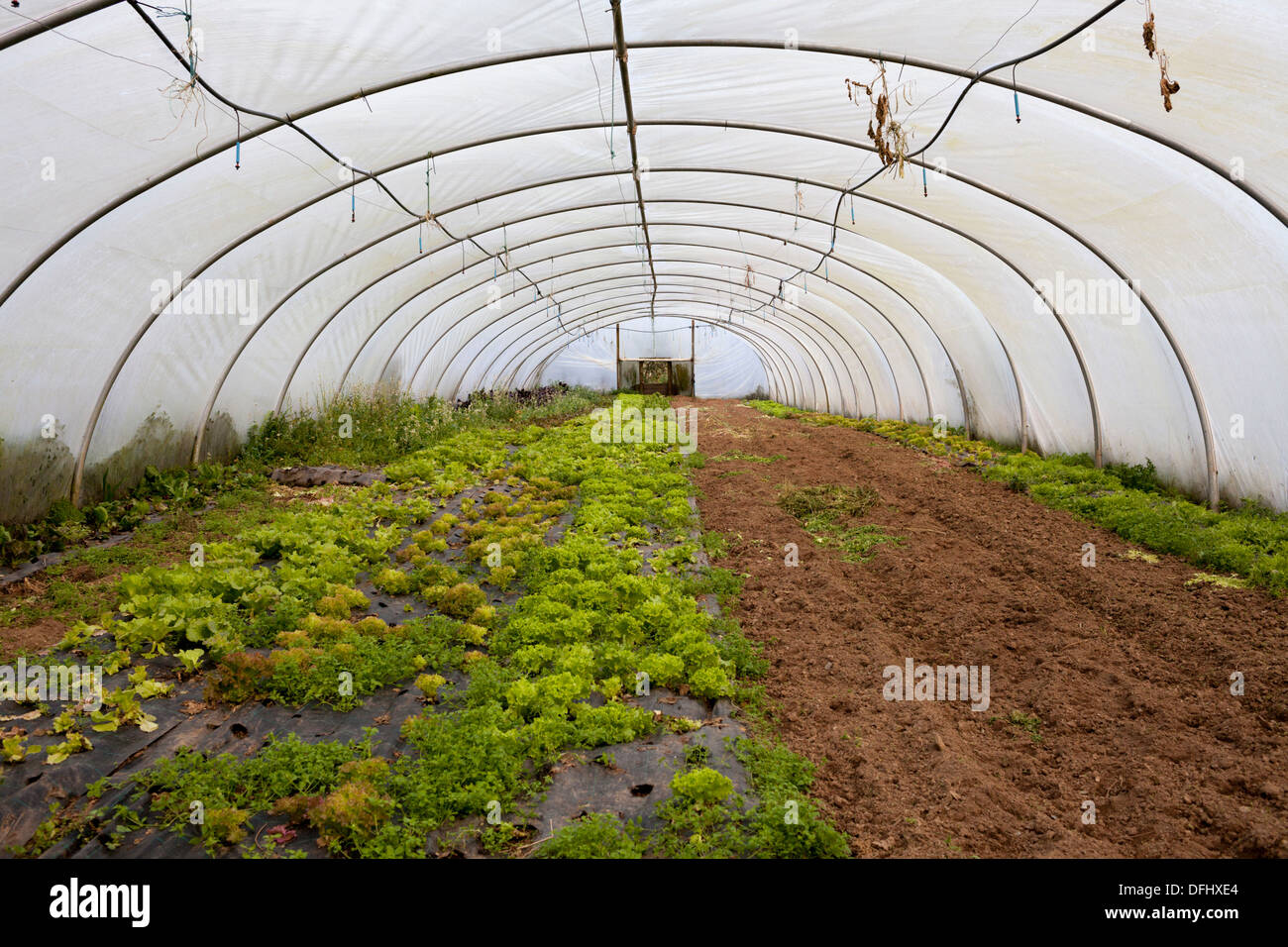 Polytunnel hi-res stock photography and images - Alamy