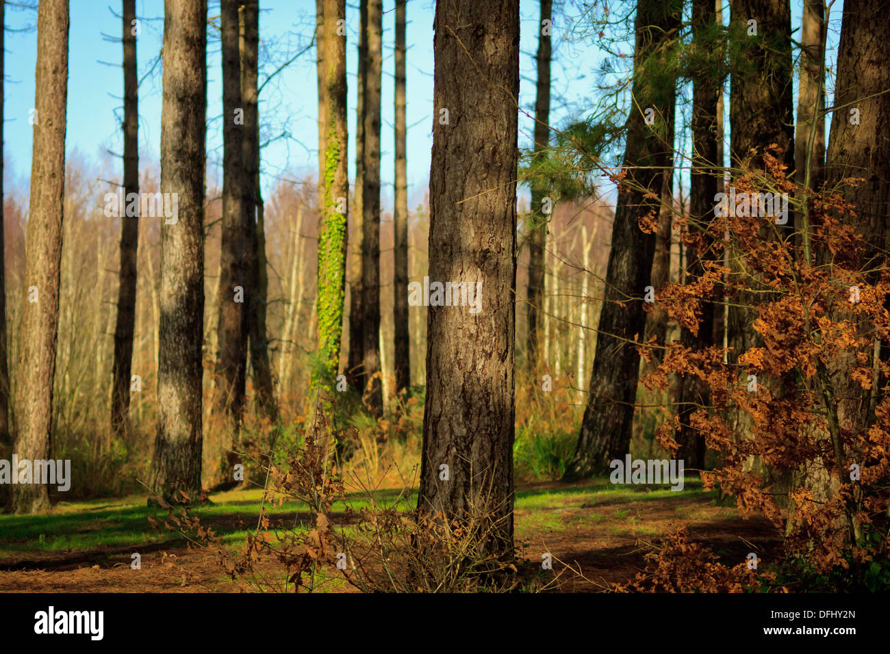 Isle of wight parkhurst forest hi-res stock photography and images - Alamy