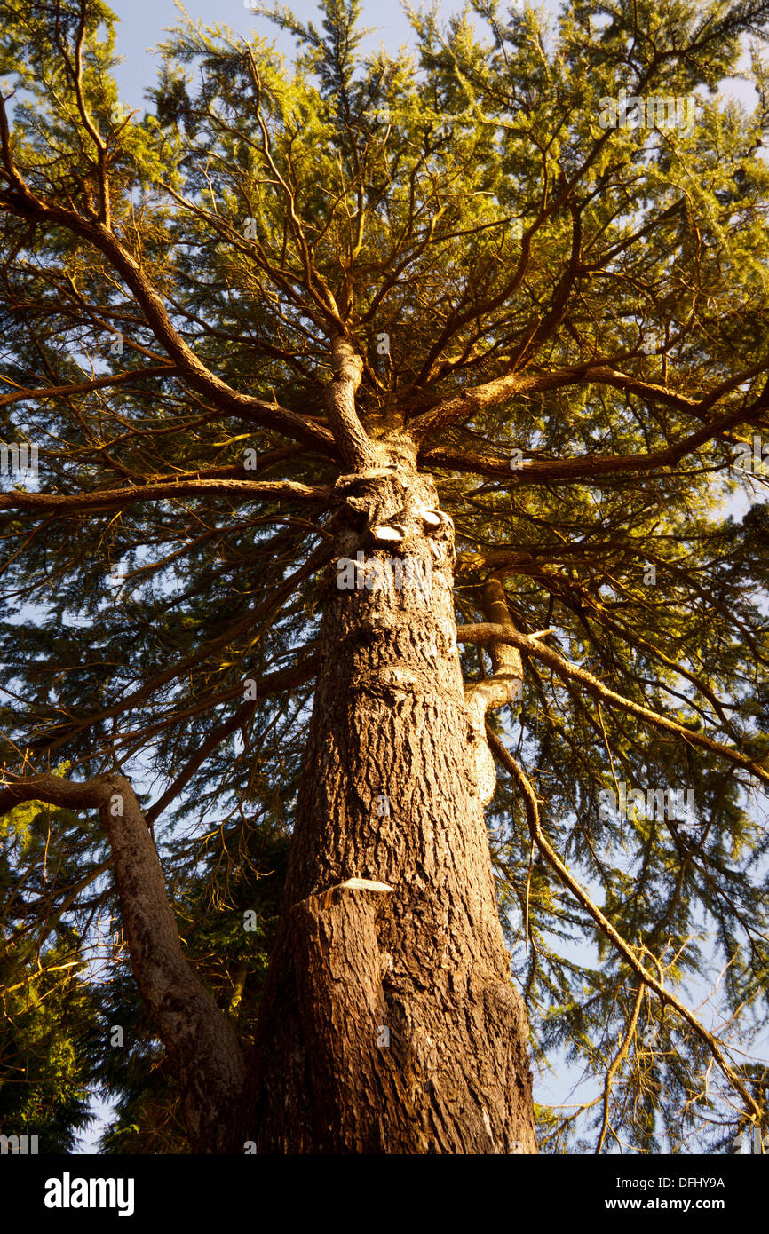 Trees in the forest Stock Photo - Alamy