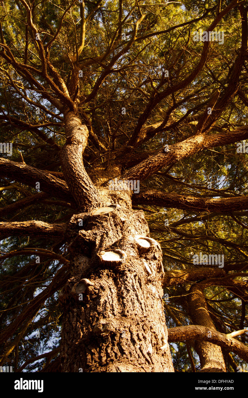 Parkhurst forest hi-res stock photography and images - Alamy