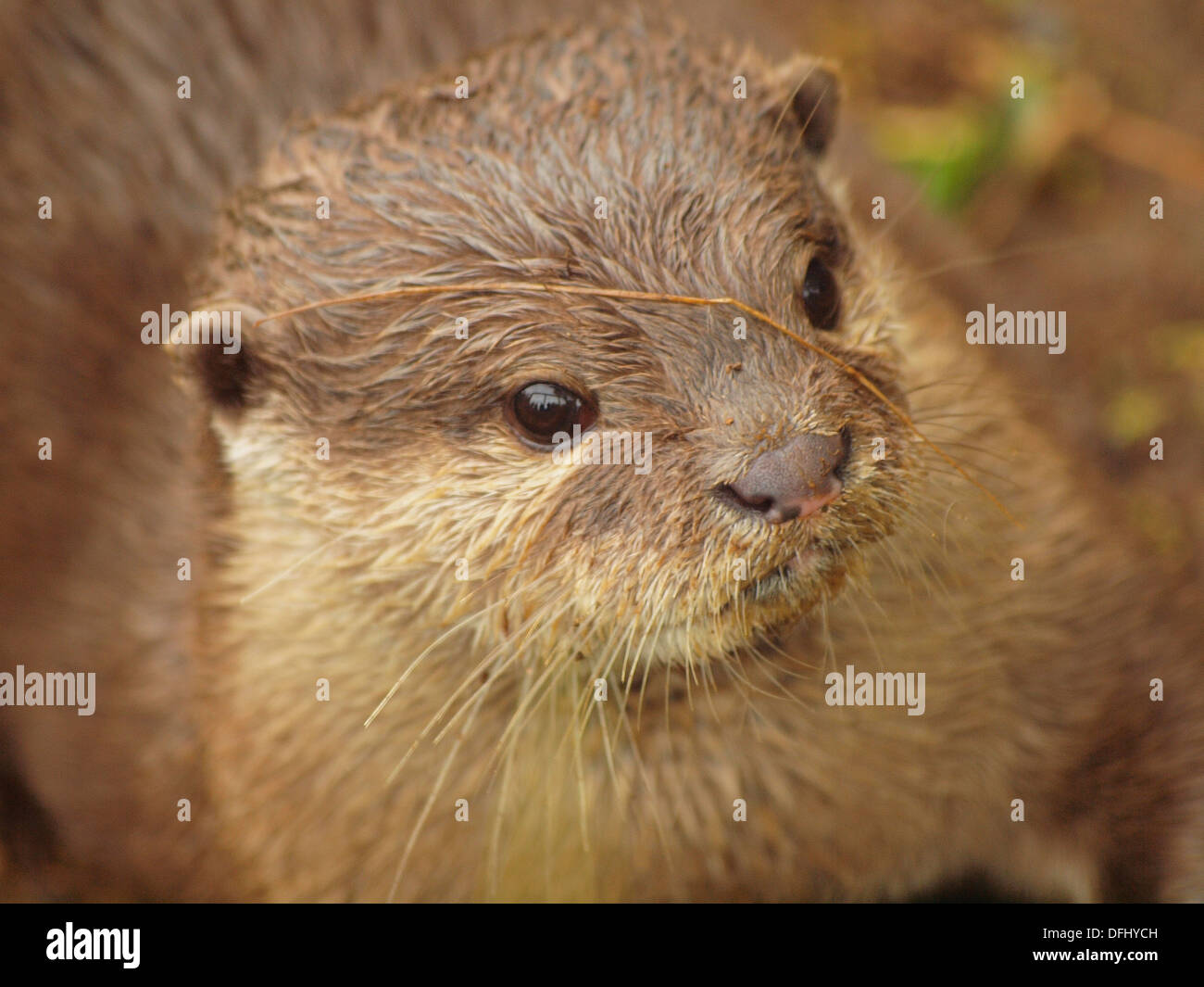 European Otter playing with a pebble Stock Photo - Alamy