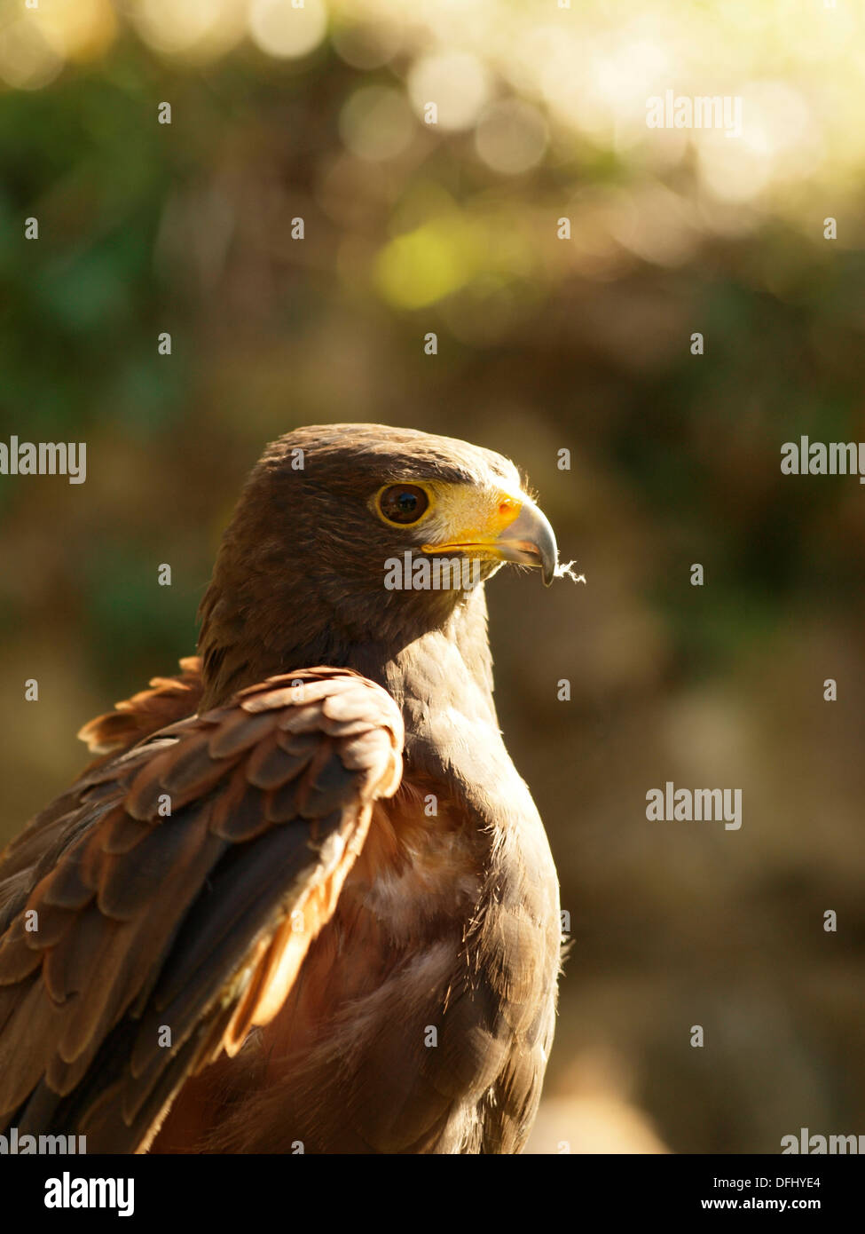 Harris hawk uk hi-res stock photography and images - Alamy