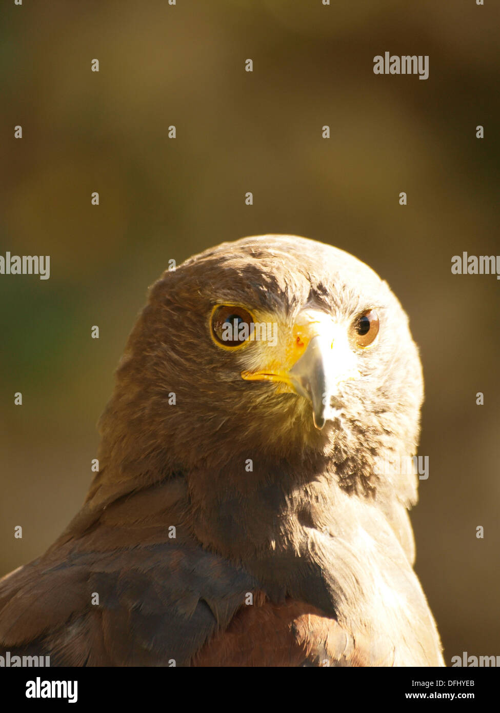 Hawk uk hi-res stock photography and images - Alamy