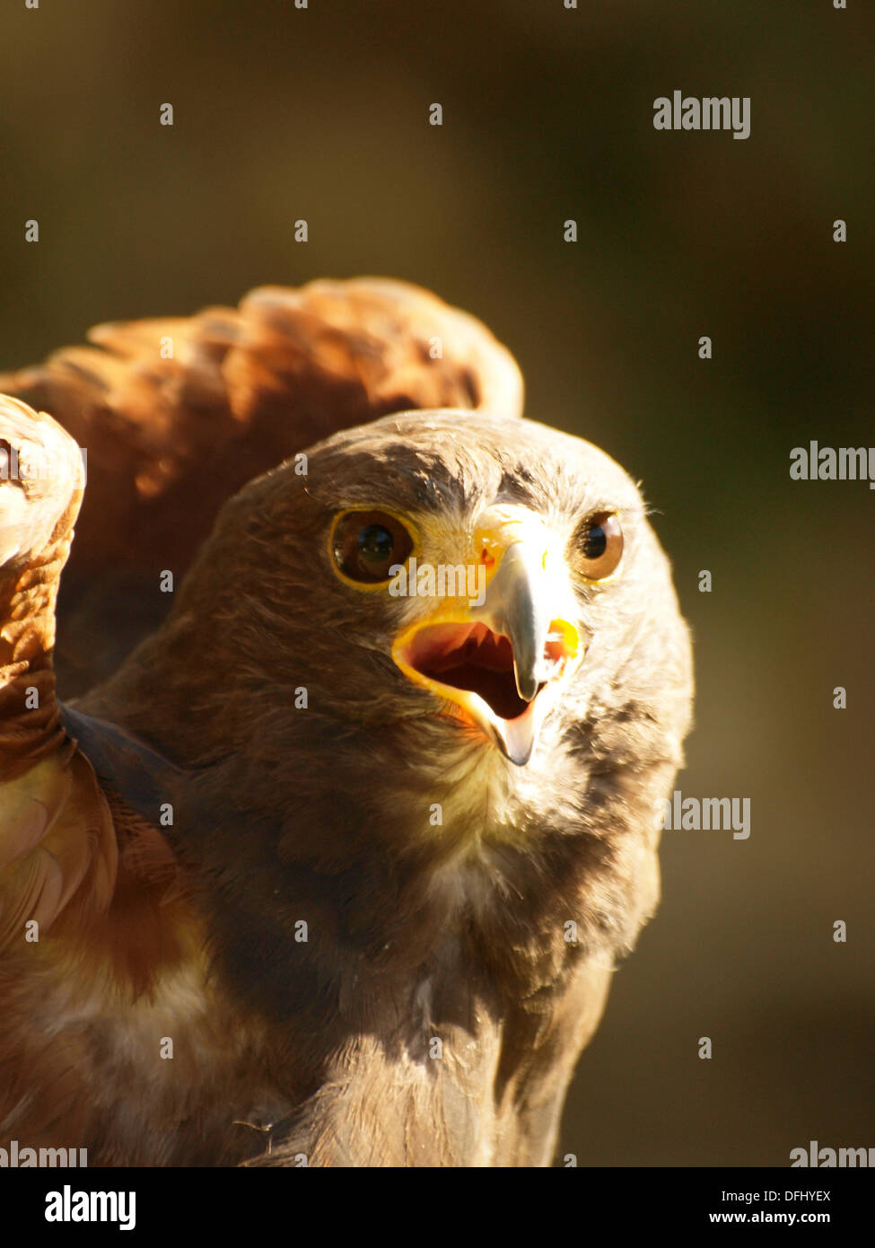 Hawk uk hi-res stock photography and images - Alamy
