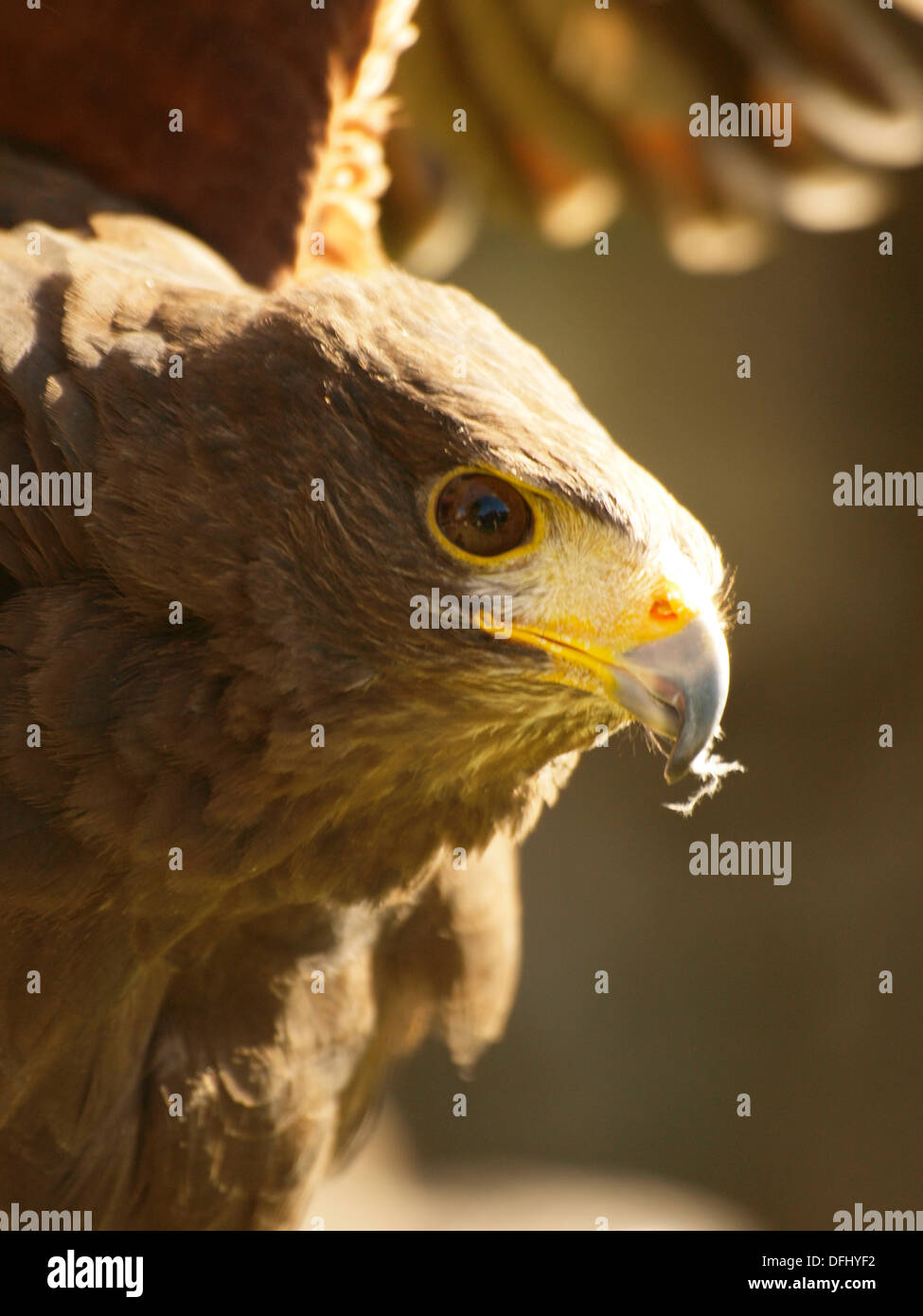 Hawk uk hi-res stock photography and images - Alamy