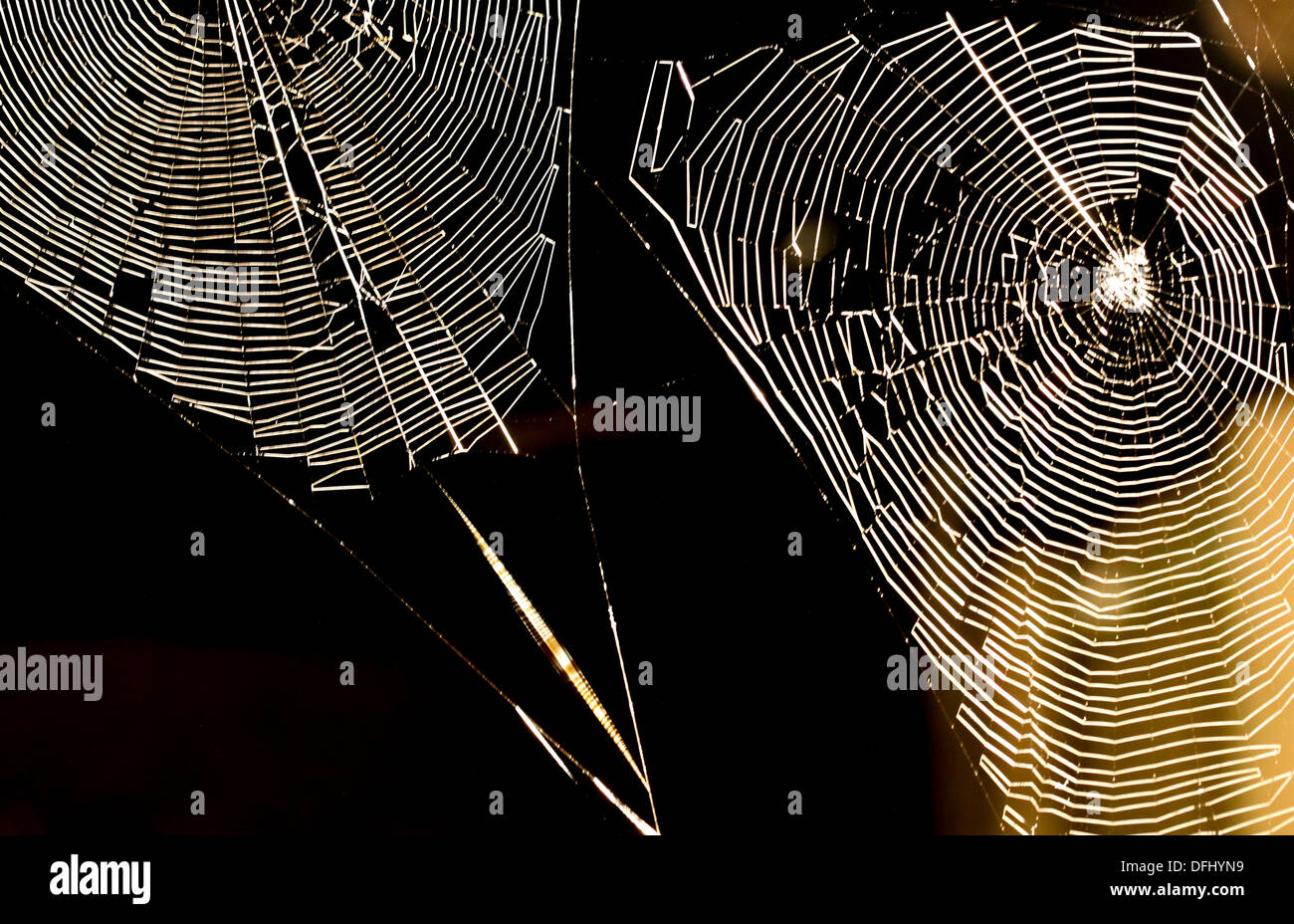 Spiders Webs at Night Stock Photo - Alamy