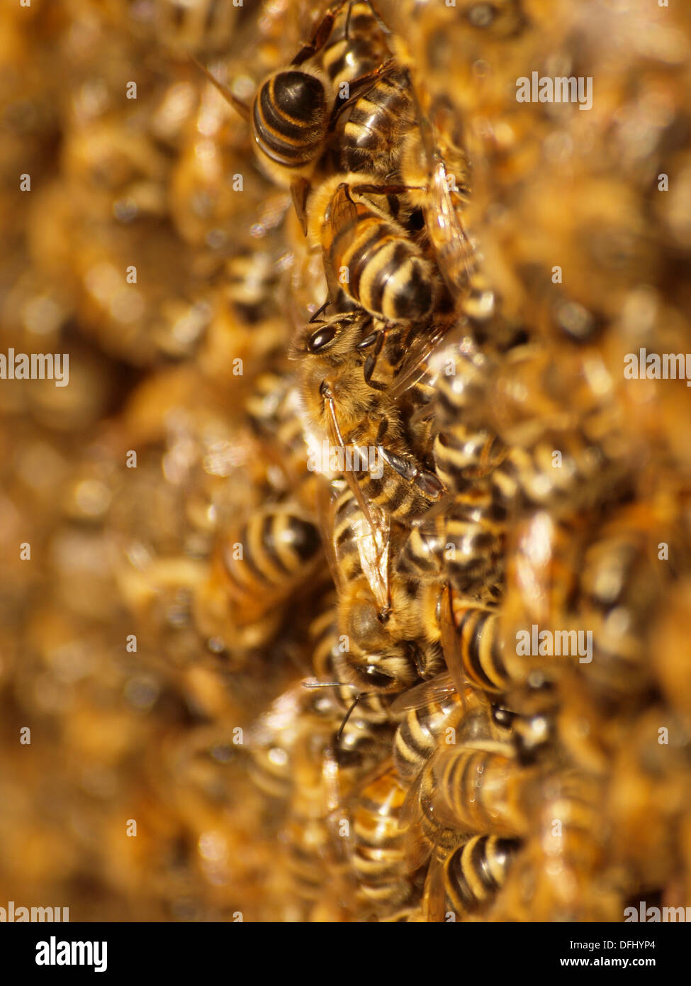 English Honey Bees Stock Photo - Alamy