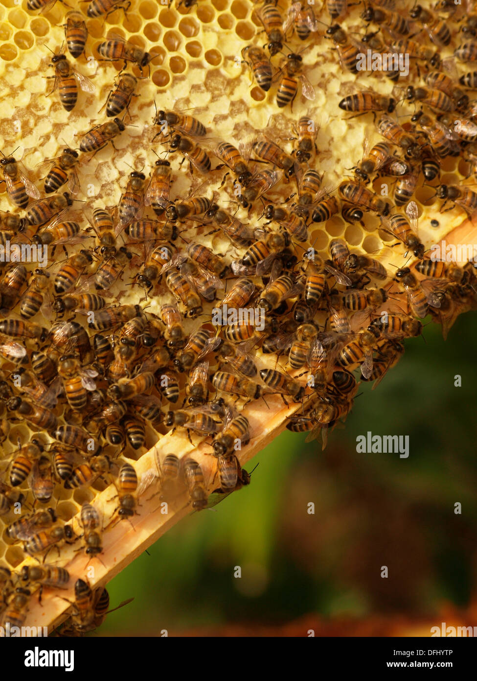 English Honey Bees Stock Photo - Alamy