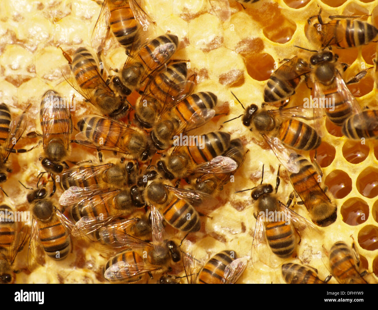 English Honey Bees Stock Photo - Alamy
