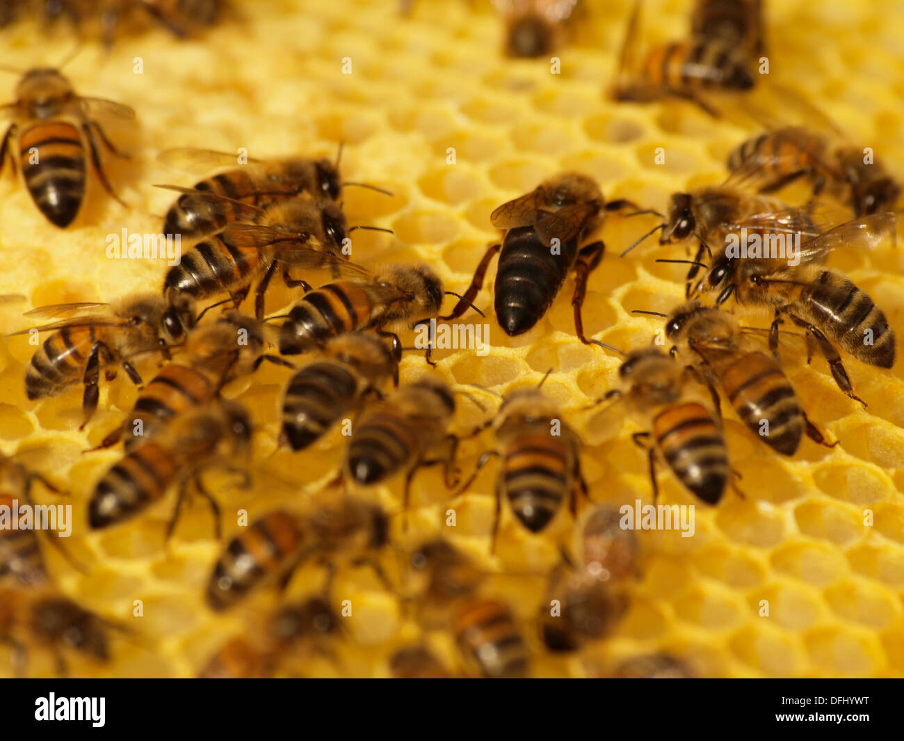 English Honey Bees Stock Photo - Alamy