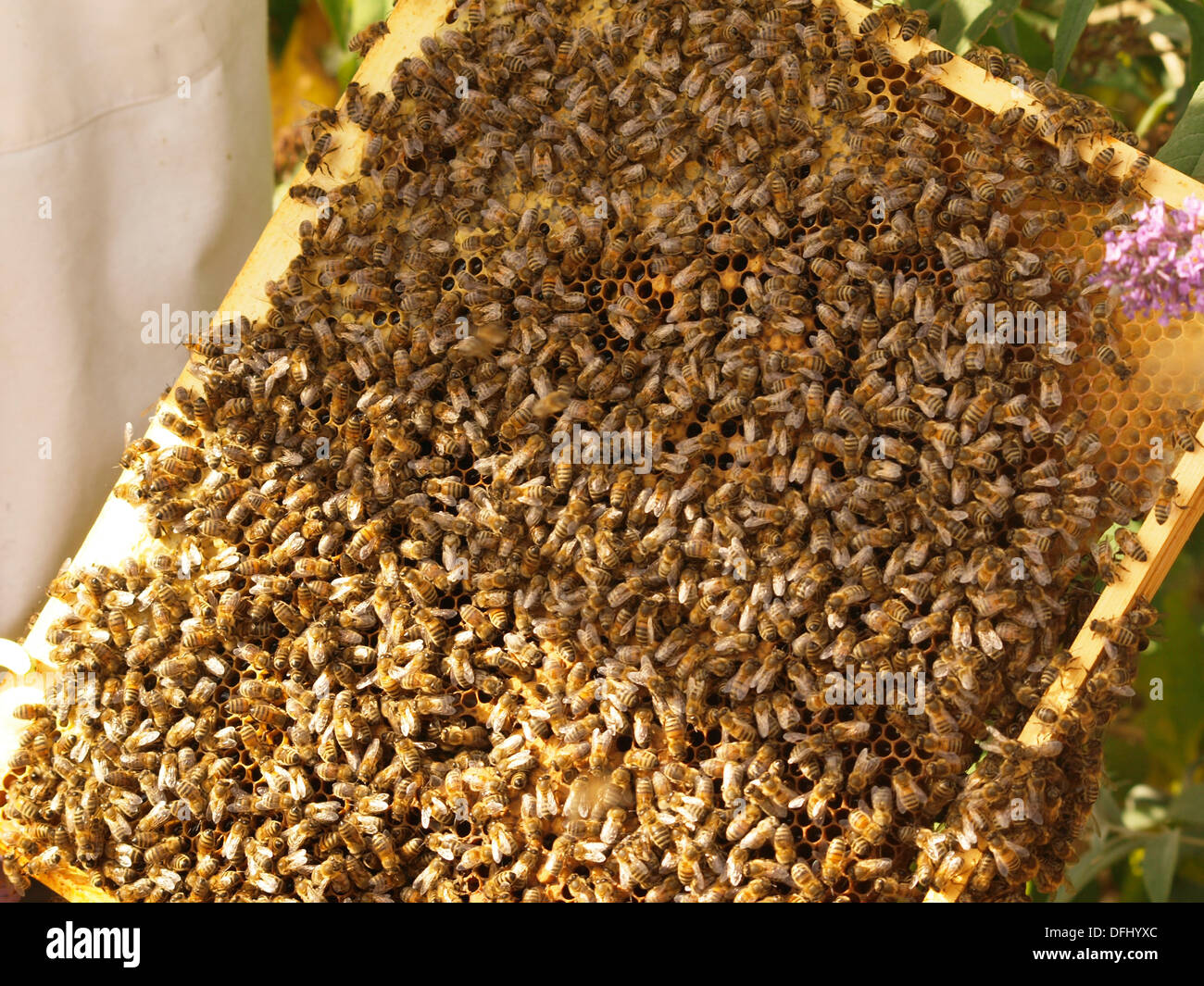 English Honey Bees Stock Photo - Alamy